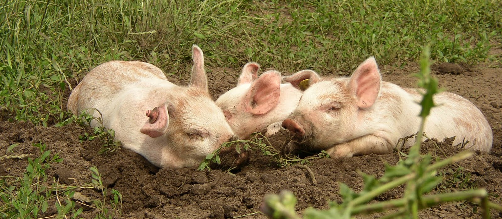 1000+ images about Nos gusta... on Pinterest | Pigs, Hams and Mini pigs