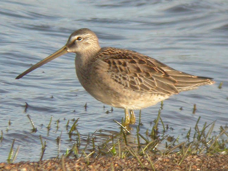 Wildlife Monitor: Long-billed Dowitcher and other notable birds seen at ...