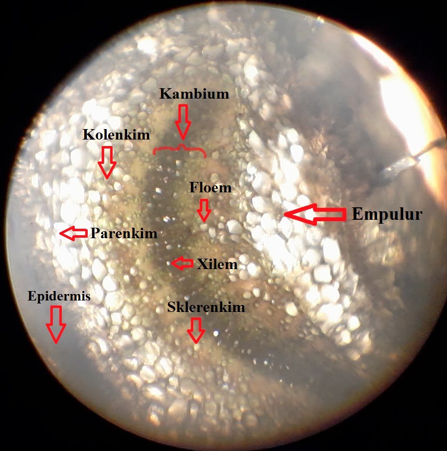 ANATOMI TUMBUHAN. : Anatomi Tumbuhan