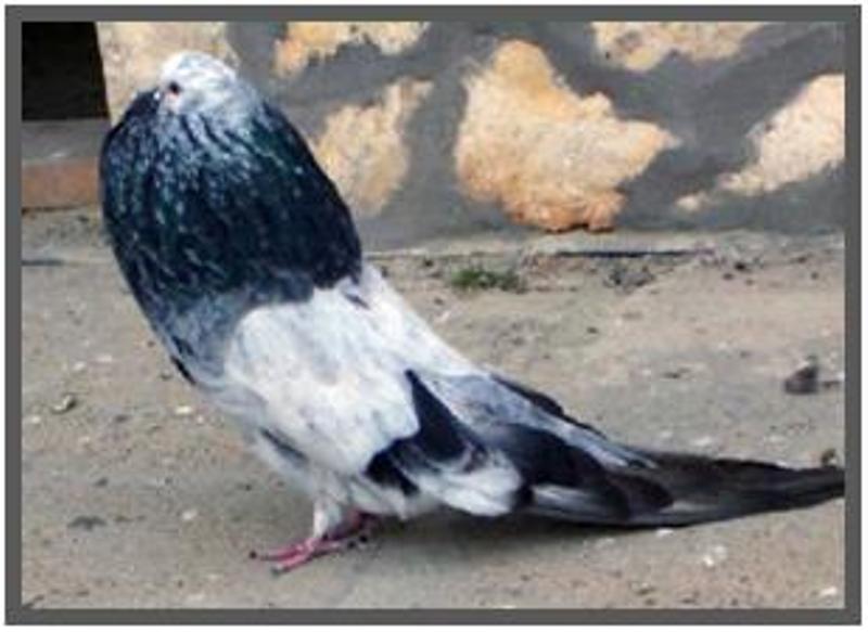 Hungarian Cropper | BD PIGEONS