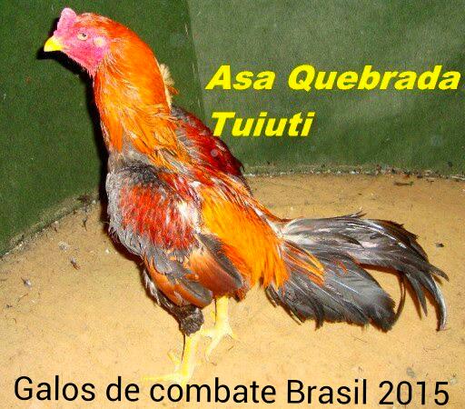 GALOS DE COMBATE BRASIL #2021: UM DOS GALOS MAIS FAMOSOS DO BRASIL