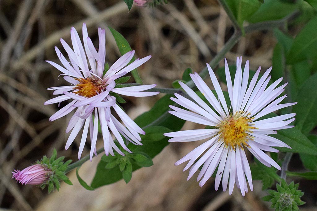 Space Coast Wildflowers