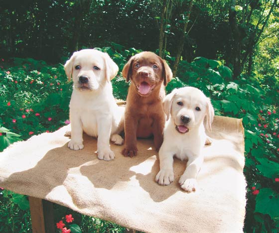 Gallery Puppy Pictures