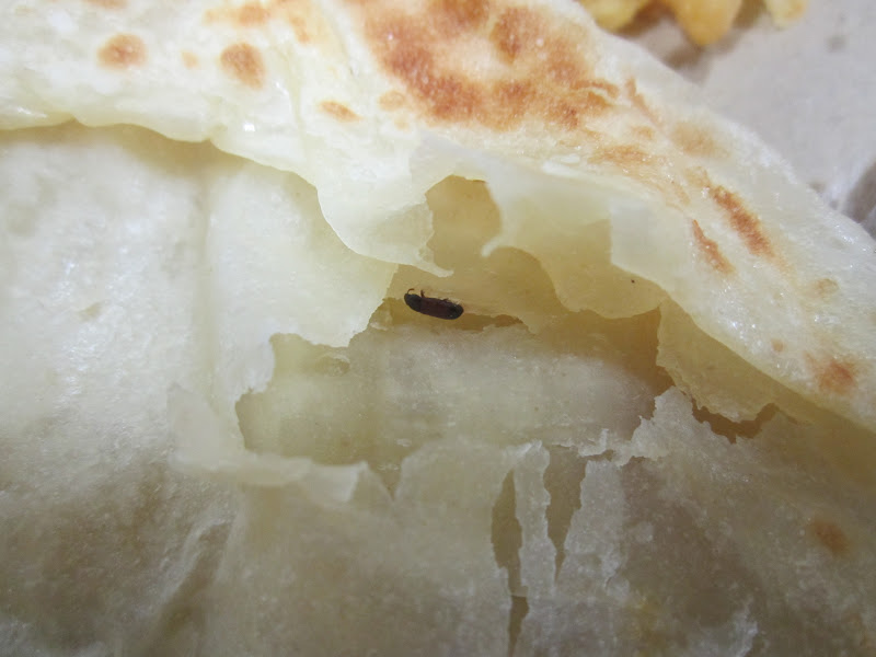 lovely: gambar kutu tepung.