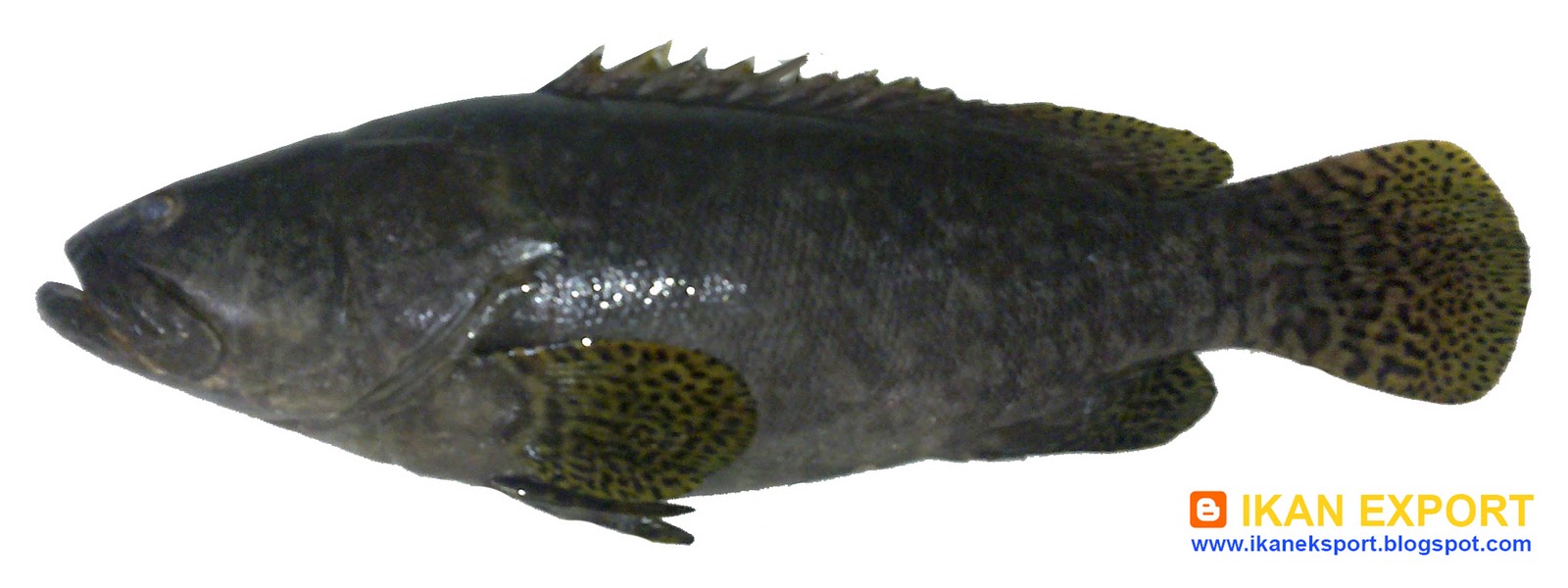 Ikan Eksport: Kerapu Lionta