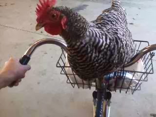 peppysis: A Bike Riding Chicken??