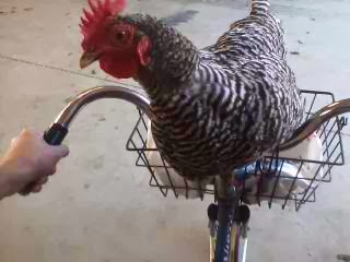 peppysis: A Bike Riding Chicken??