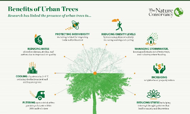 Some Favourite Things: Benefits of Urban Trees