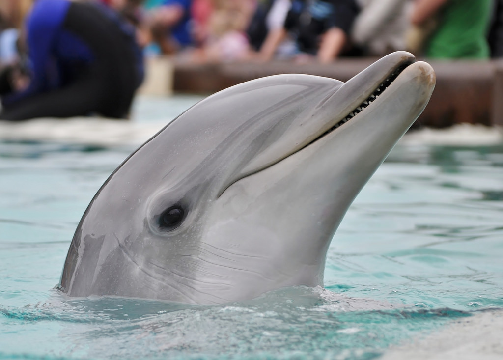 Cetaceros: La inteligencia de los delfines