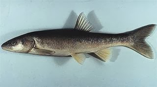 Northern squawfish - Fishes World - HD Images & Free Photos