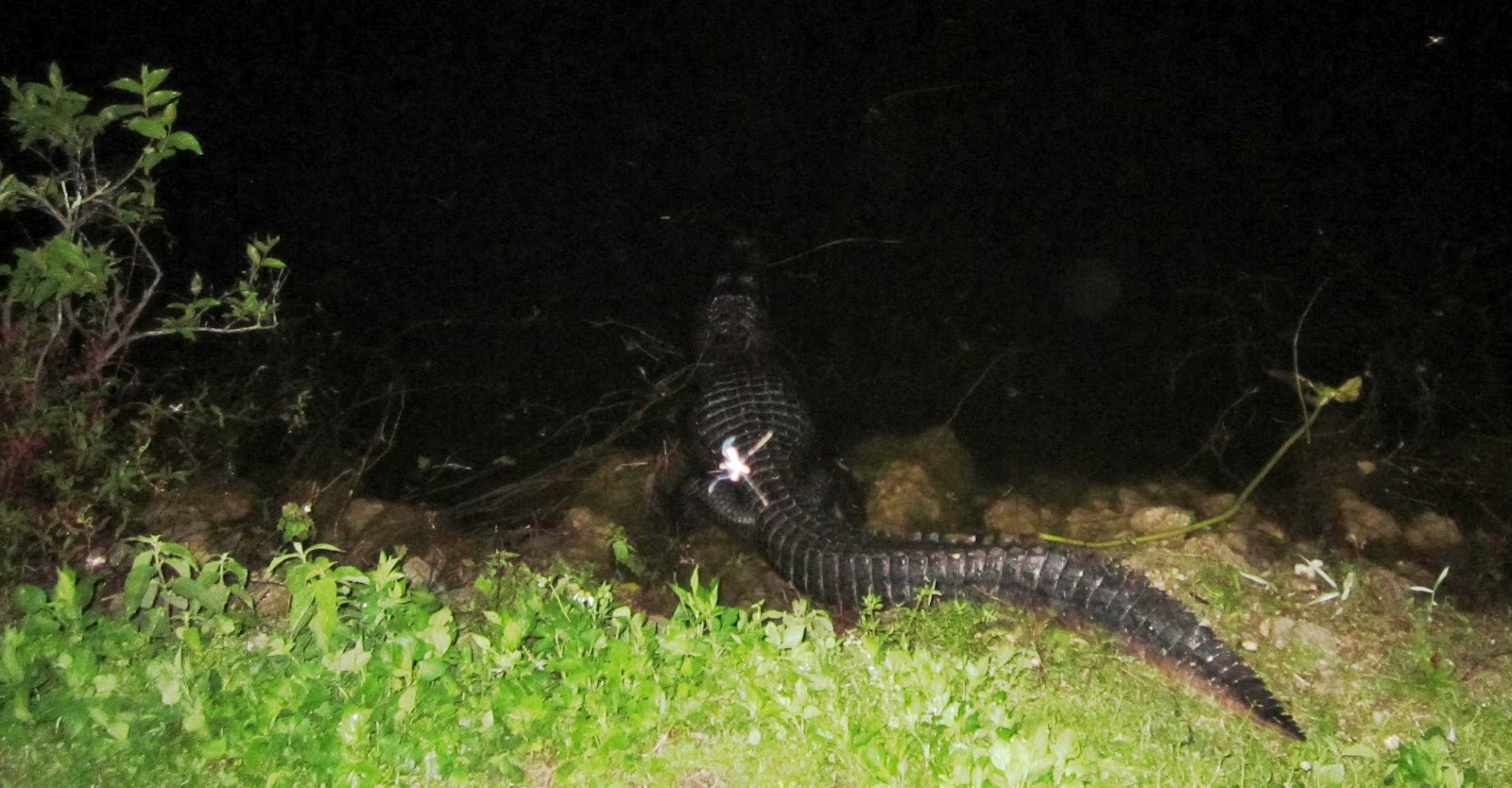 Rebel PuritAn: Everglades' Top Predator