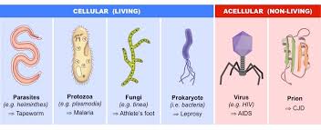 Pathogens; Understanding Diseases and How to Prevent Them ~ All Subject ...