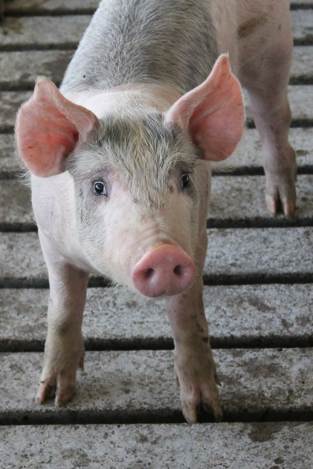 Corn, Beans, Pigs and Kids: A Look Inside Our Pig Barns