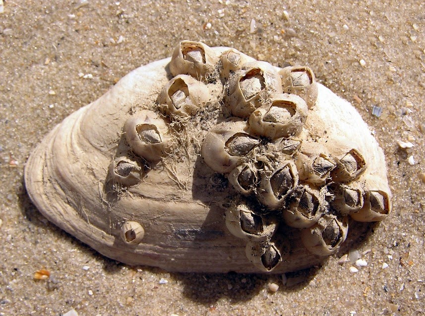 Indonesia Tourism: Budidaya Mutiara Laut Perawatan dan Pemeliharaan