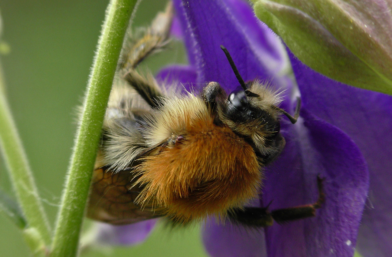 Jozef van der Heijden - Natuurfotografie: De Akkerhommel op Wilde akelei