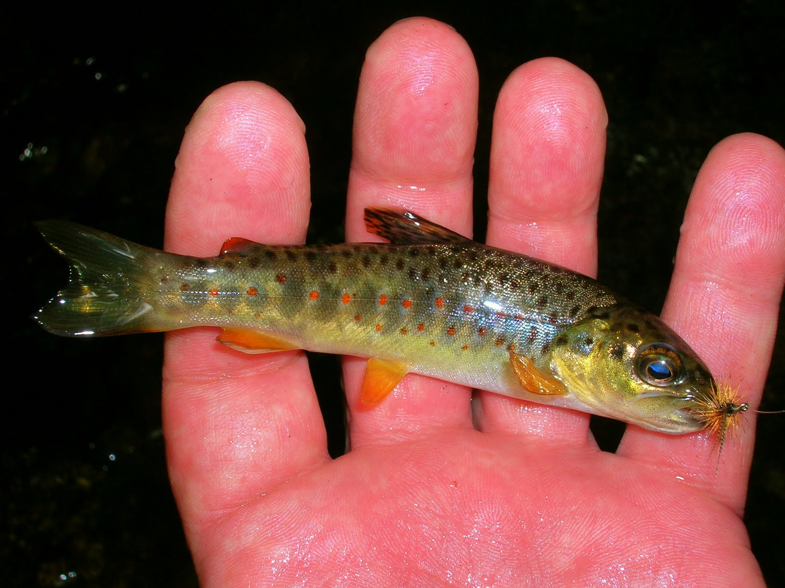 Small Stream Reflections: Excitement, and The Golden Badger