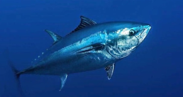 7 Jenis Ikan Tuna di dunia