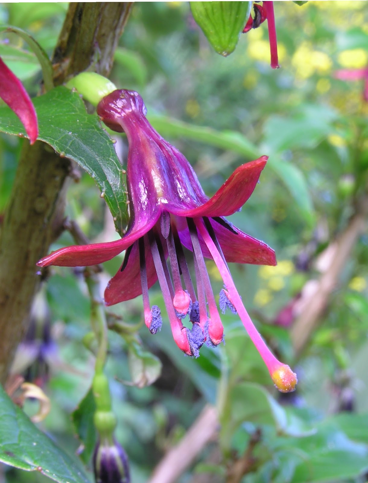 Trees Planet: Fuchsia excorticata – Tree Fuchsia