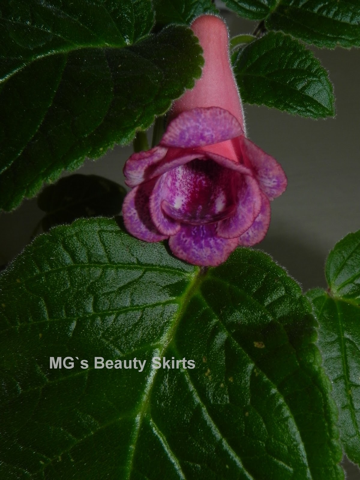 My passion: Plants: Sinningia & Mini sinningia my hybrids - MG`s sinningia