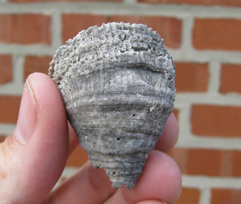 Views of the Mahantango: Beekite preserved fossils