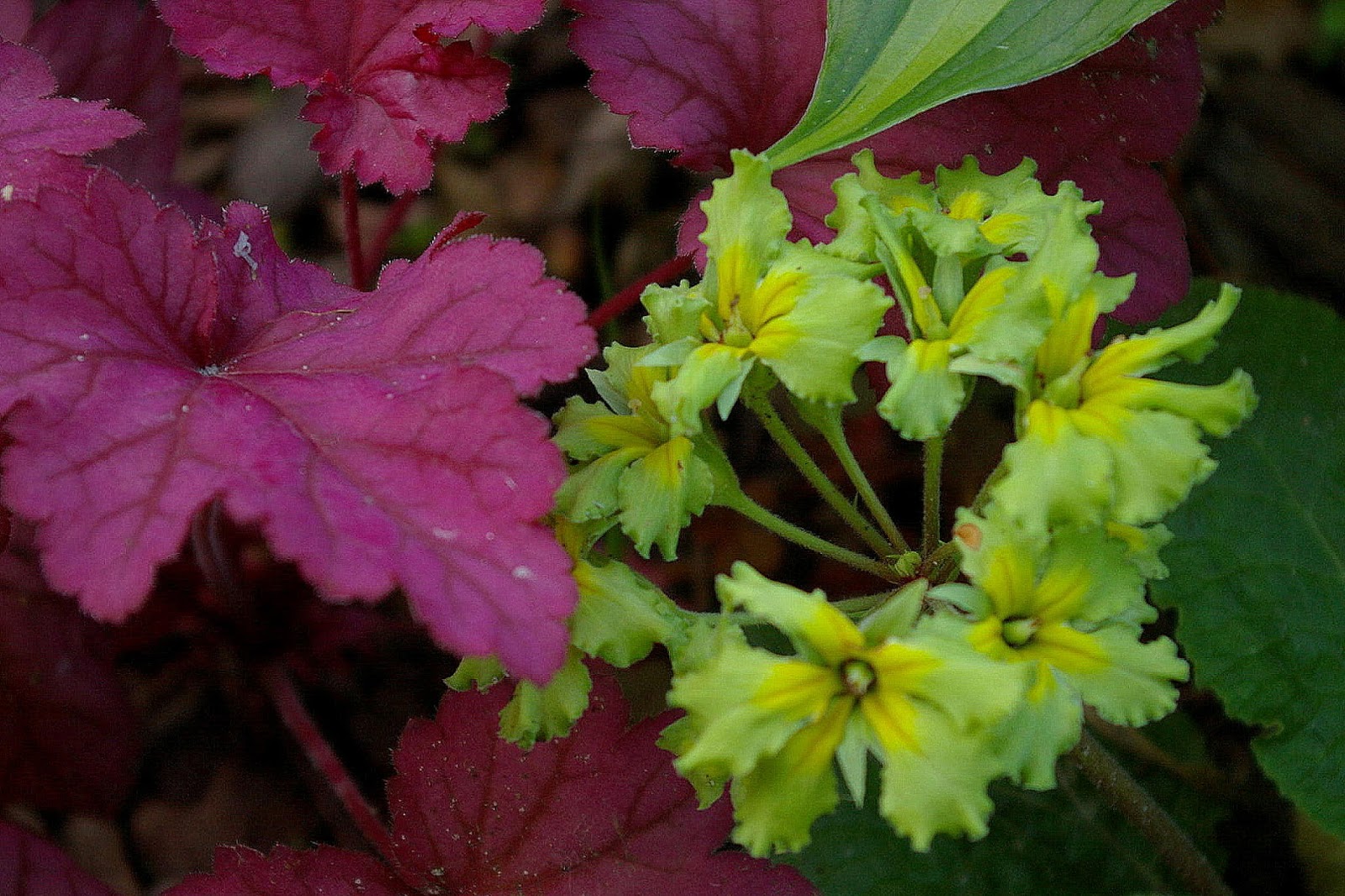 W Jędrzejówce u Poll: Heuchera 'Berry Smoothie