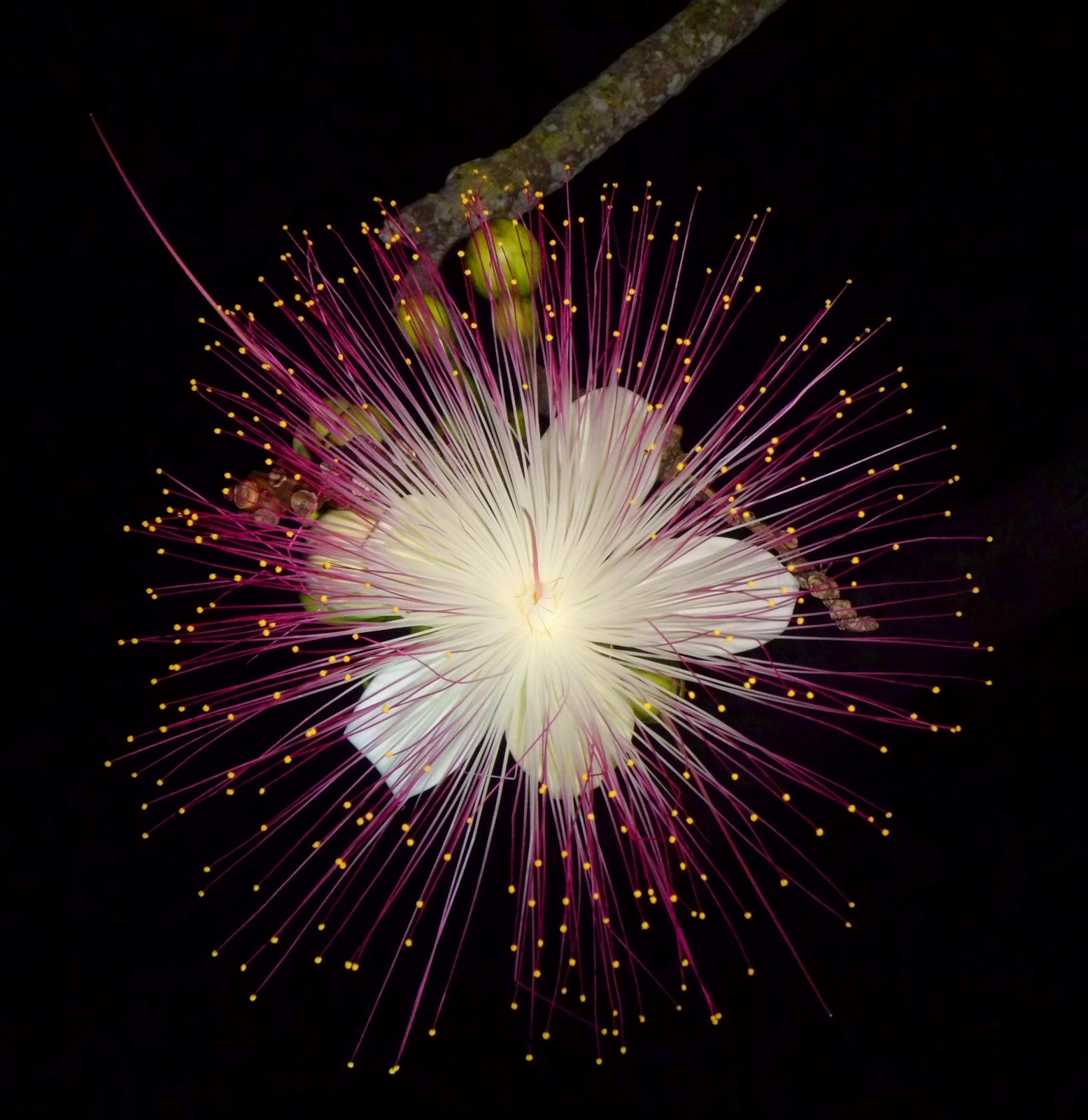 Aun's fotos' corner: The Putat Laut Tree