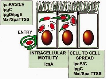 Bakteri Shigella dysenteriae Penyebab Penyakit Disentri - Biologi ...