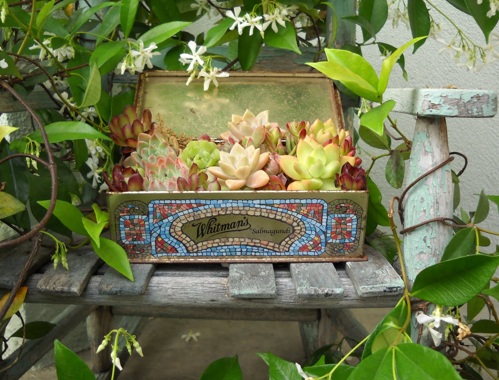 paradis express: "that's so Potted"