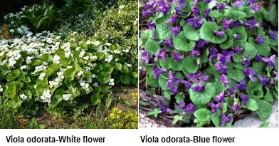 Jammu and Kashmir Medicinal Plants Introduction Centre: Viola odorata ...
