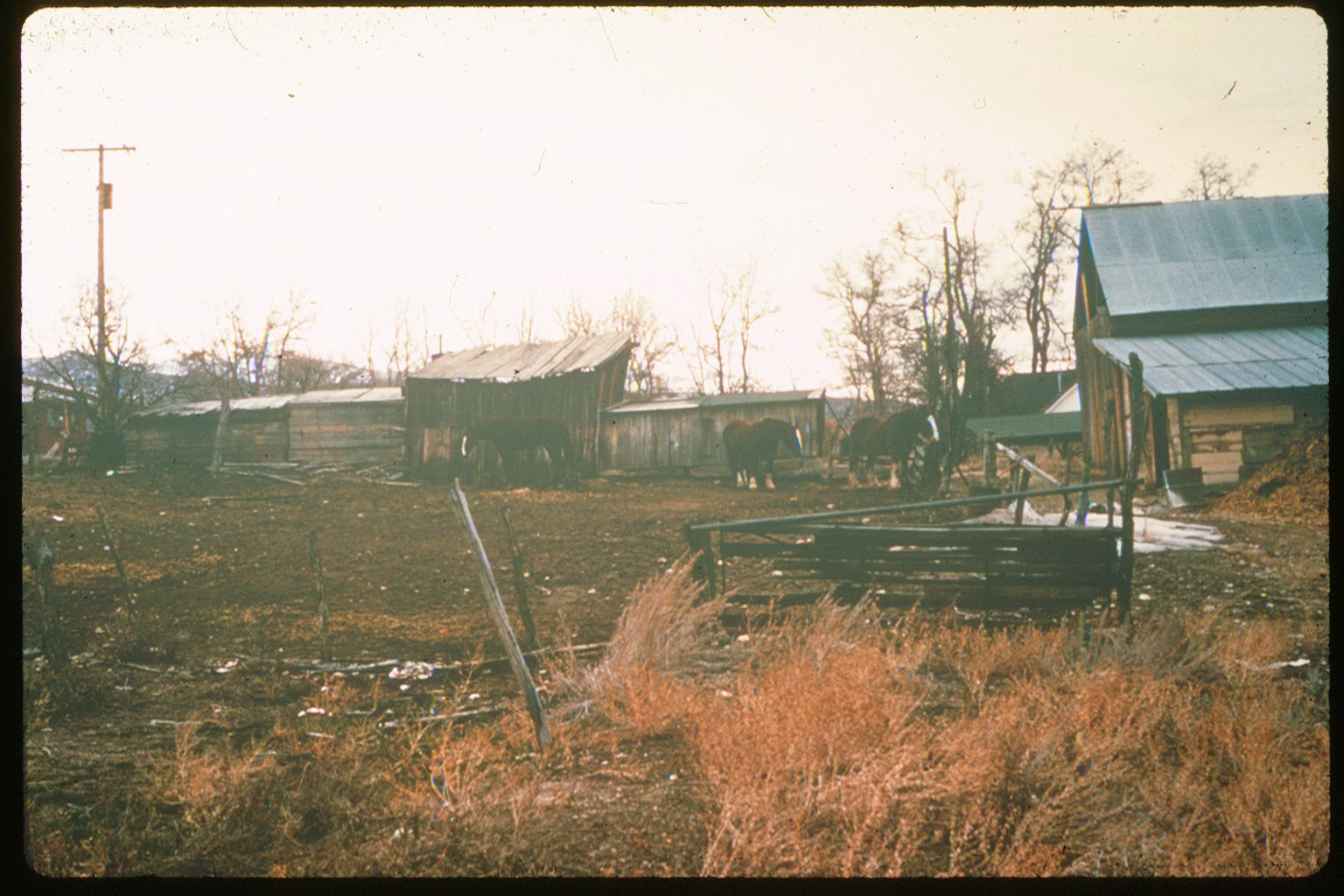 The Tuttle Family Gone Before: Harvest Time