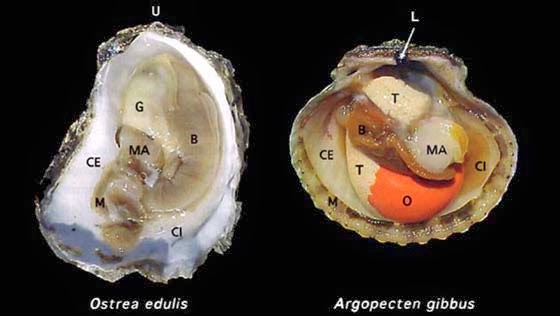 Blog de la clase de Biología y Geología de 1º de Bachillerato del IES ...