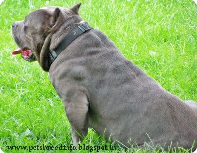 American Bully Dog HD Wallpaper Free Download | All About Dogs