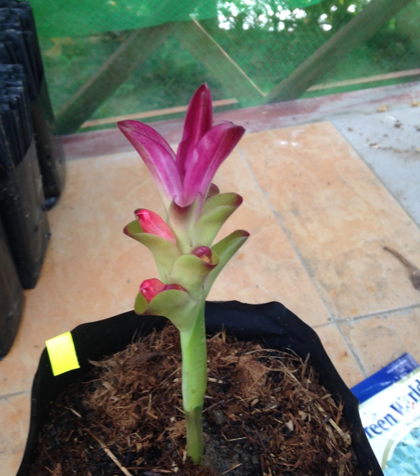 Suria Helang Lui: The beauty of temulawak