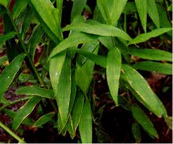 Khasiat Tanaman Bangle | Belajar Itu Mudah