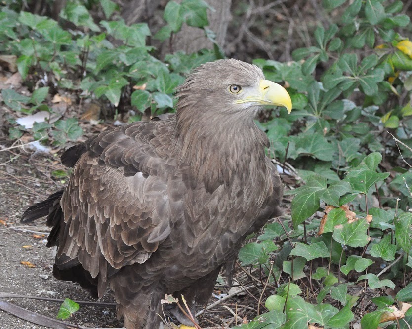 ZOOTOGRAFIANDO (6.057 ANIMALS): PIGARGO EUROPEO / WHITE-TAILED SEA ...