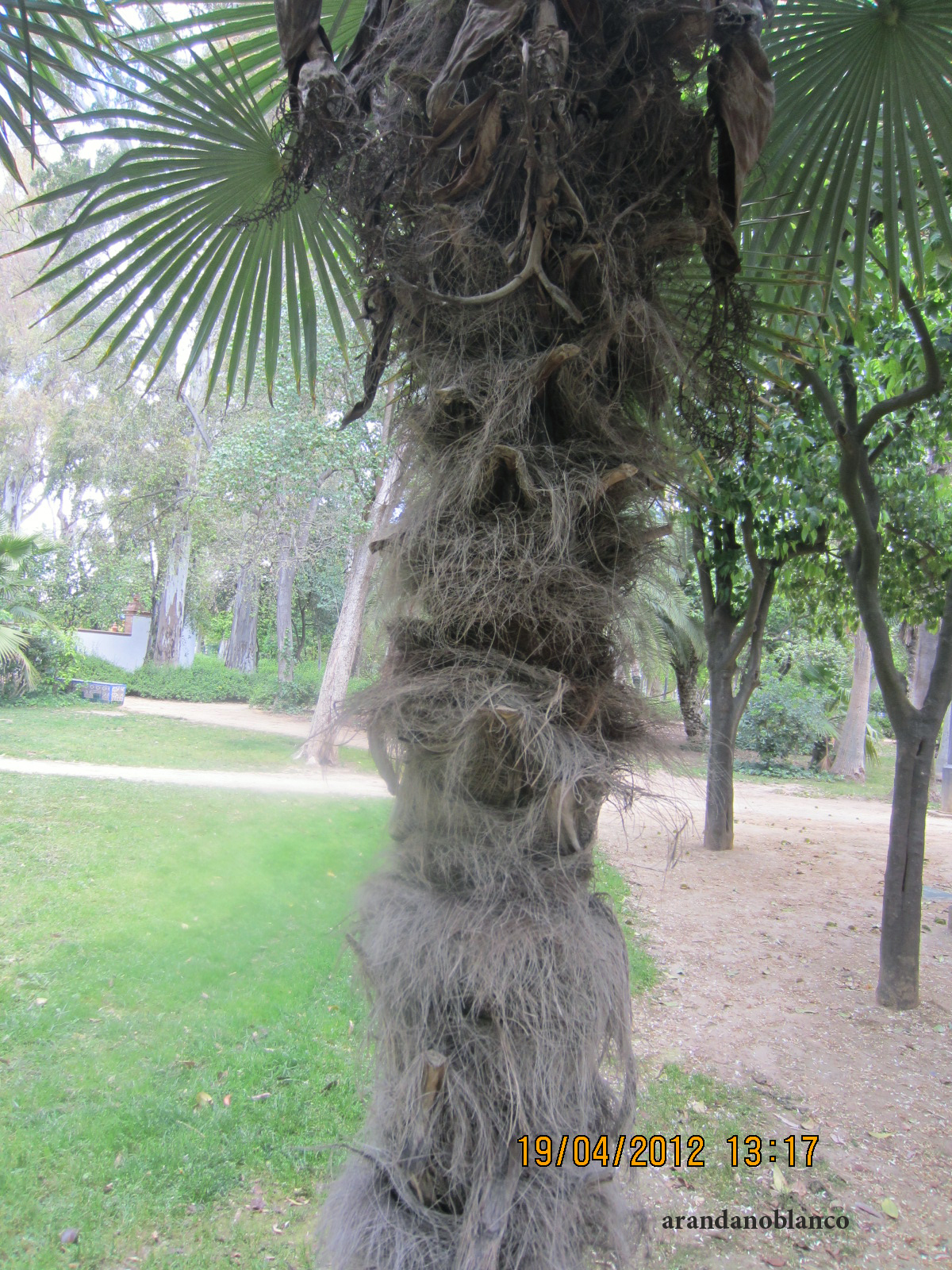 elarbolmiamigo-encinarosa: Palmemra de la fortuna / Trachycarpus ...
