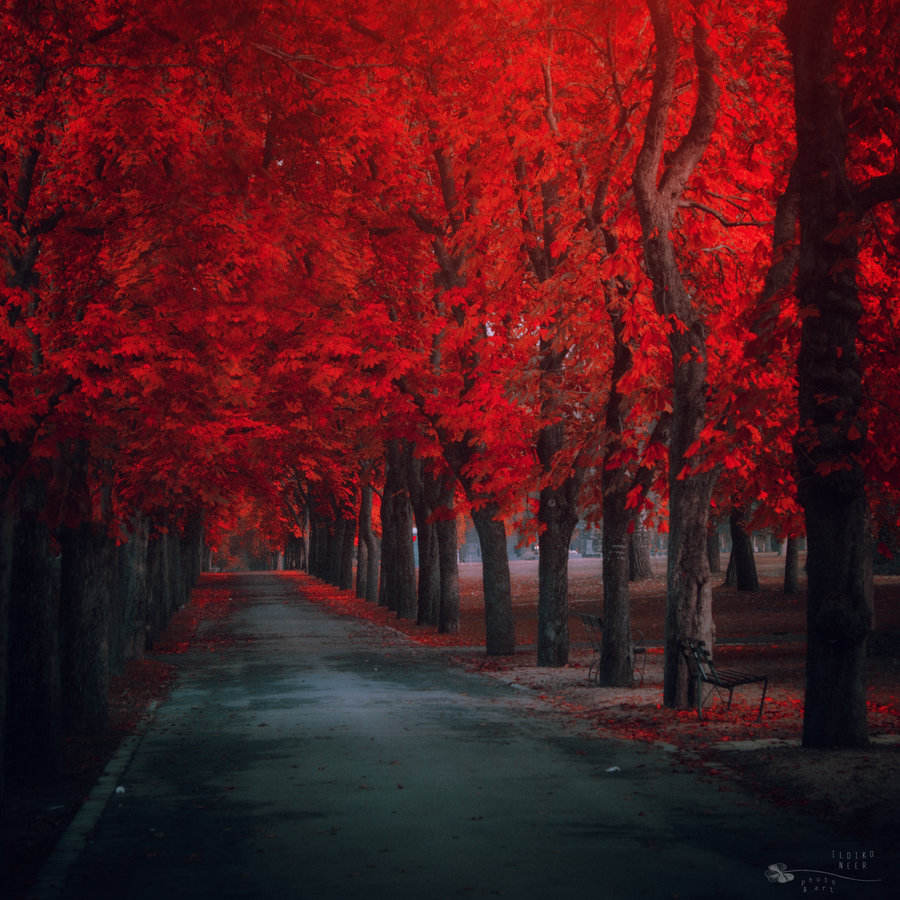 Ildiko Neer ~ La foresta incantata | Tutt'Art@ | Pittura * Scultura ...
