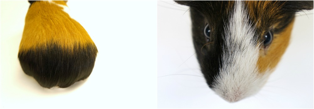 Good Natured: Fur, Feathers & Scales - Guinea Pig