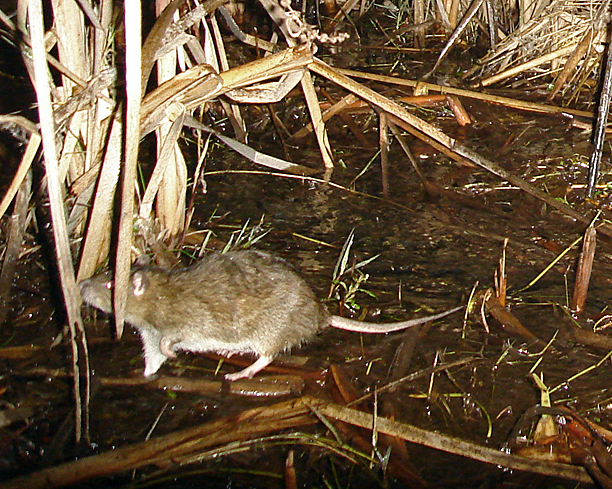 Camera Trap Codger: Unexpected rat of marsh and swamp