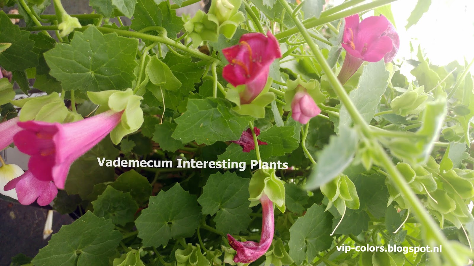 Vademecum Interesting Plants: Lophospermum erubescens - Lofos ...