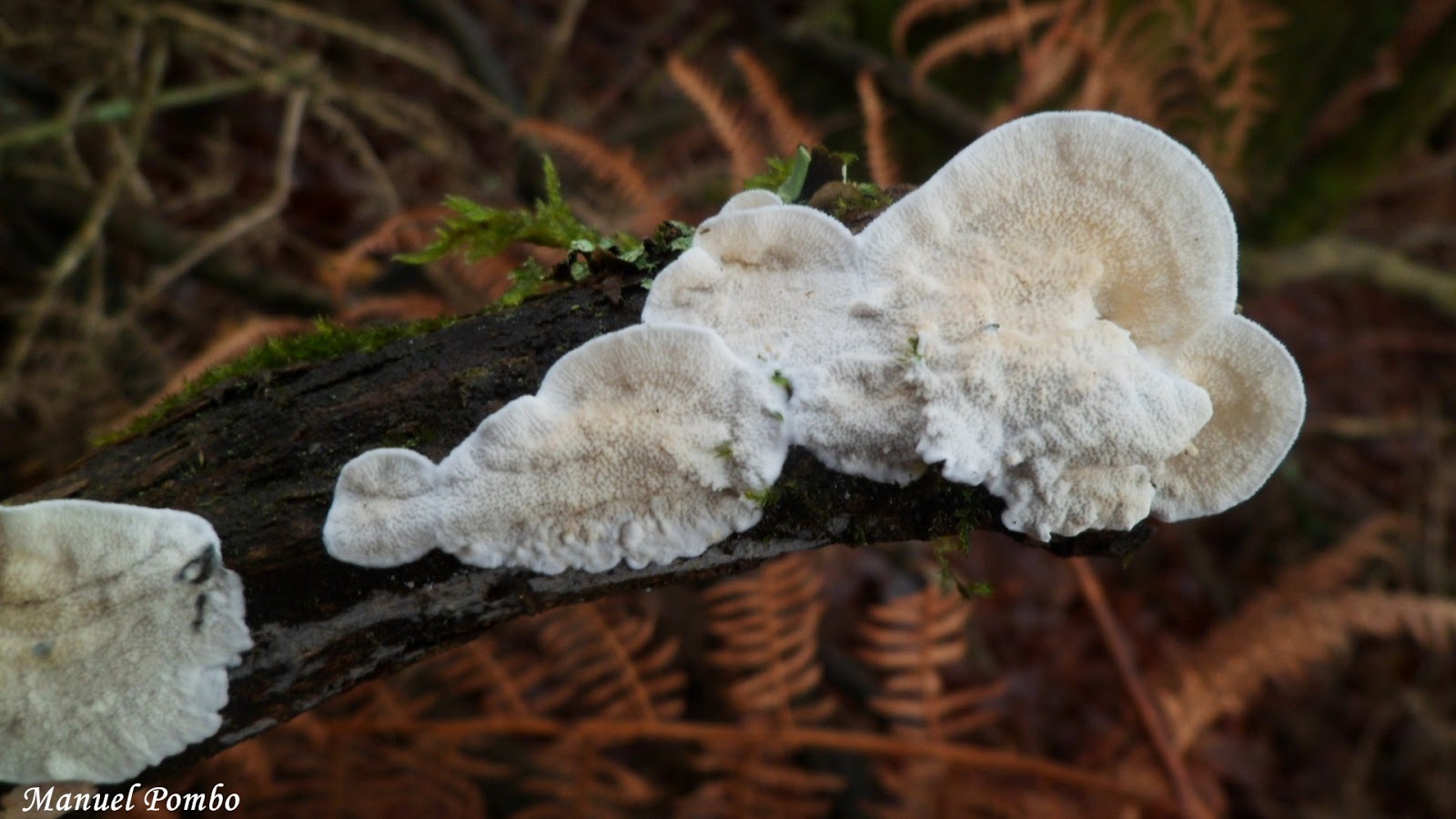 Un micólogo aficionado: Meruliopsis corium