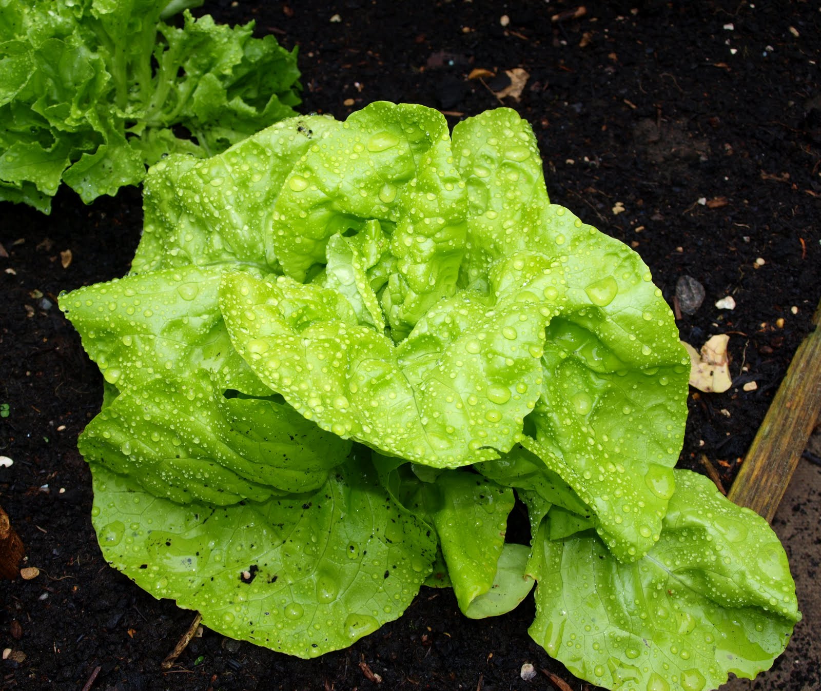 Mark's Veg Plot: Rain-washed salads