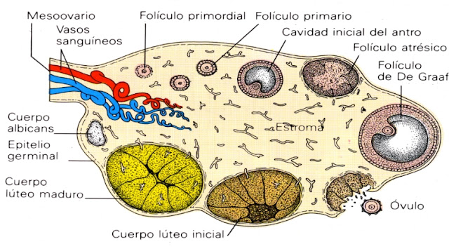 HISTORIAS DE UNA CUQUIMAMÁ: RECUENTO DE FOLÍCULOS ANTRALES
