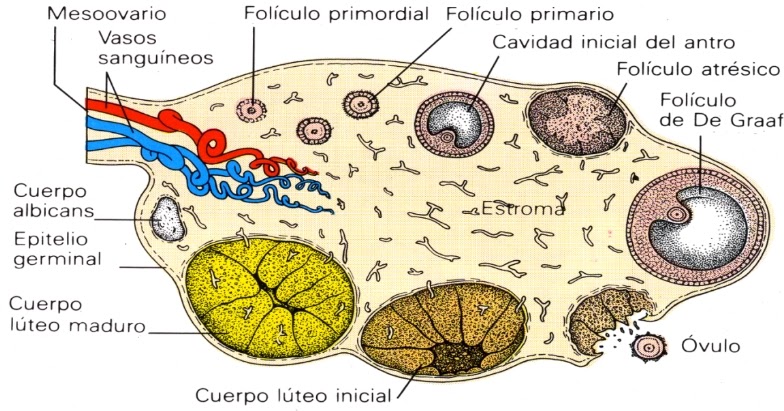 HISTORIAS DE UNA CUQUIMAMÁ: RECUENTO DE FOLÍCULOS ANTRALES