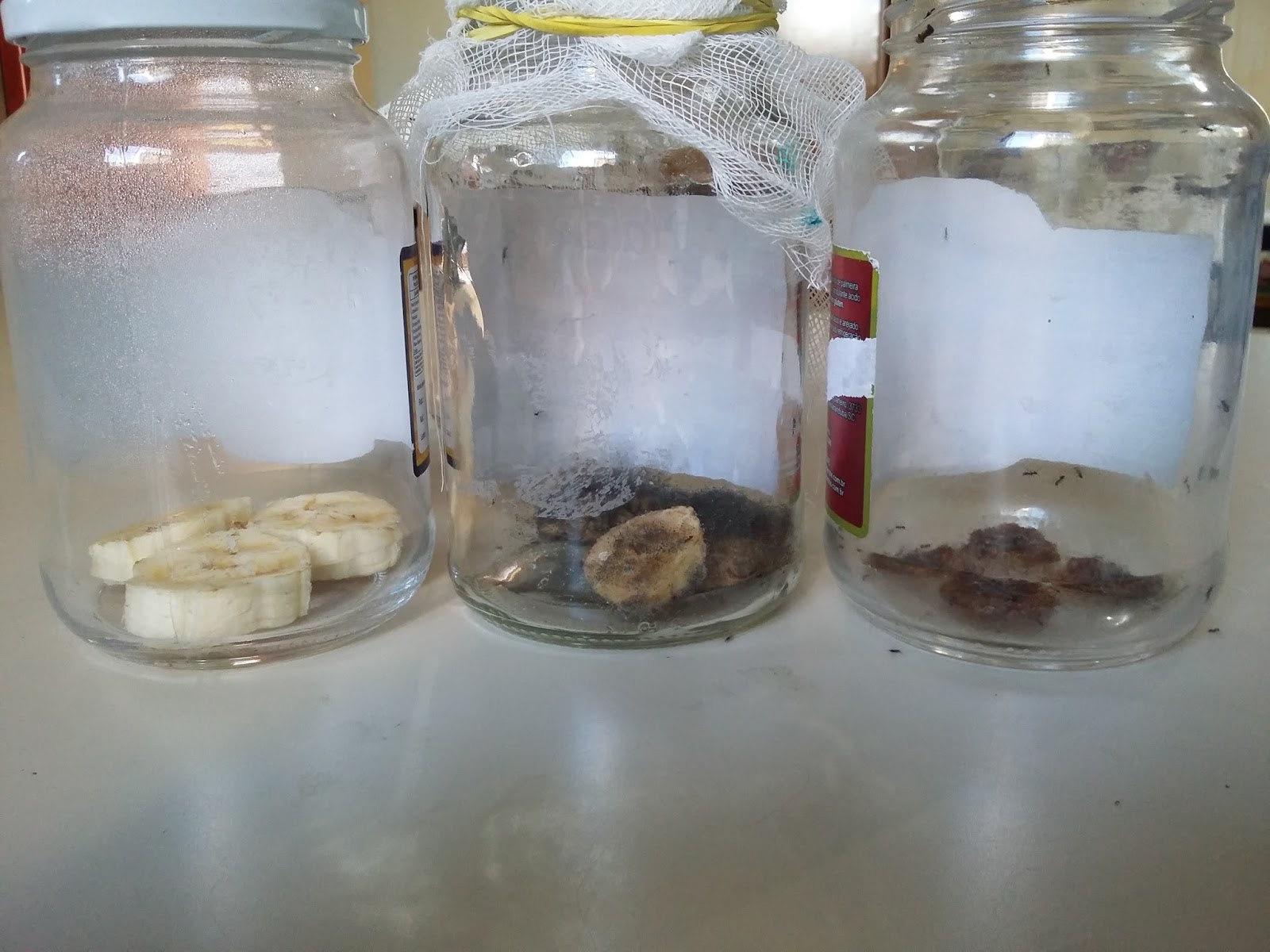 Abiogênese, Biogênese e a Origem da Vida