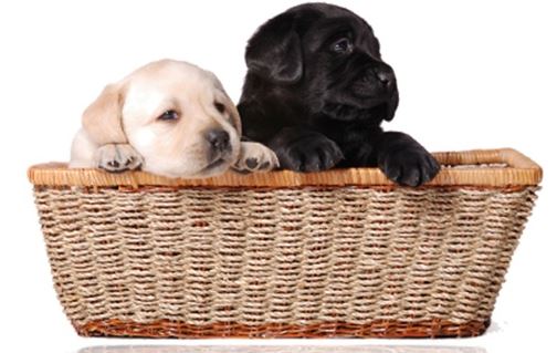 Outfit Your New Puppy With Goodies From The Posh Puppy – Posh Puppy ...