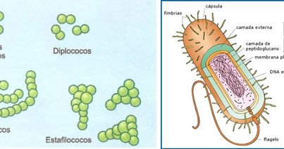 Professora Paula Cristiane - BIOLOGIA: Aula 11 – Formatos das bactérias ...