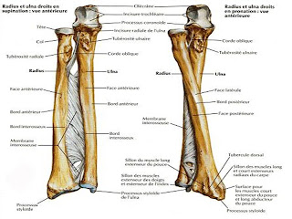Gudang Medis: teknik radiografi antebrachii