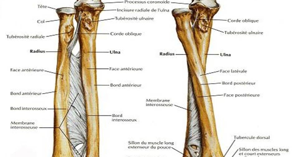 Gudang Medis: teknik radiografi antebrachii