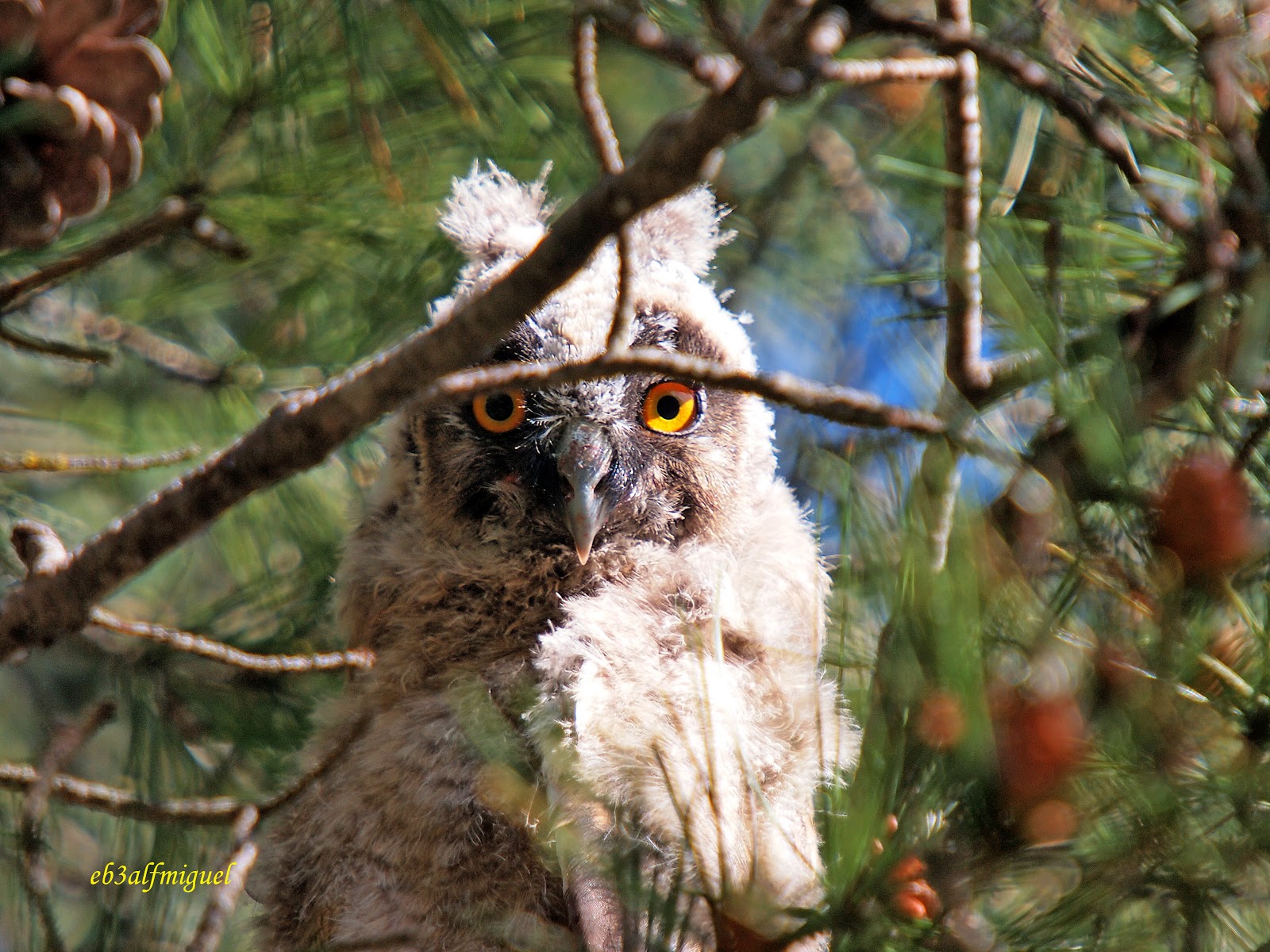 MIS AMIGAS LAS AVES: Pollo de Buho Chico (Asio otus)
